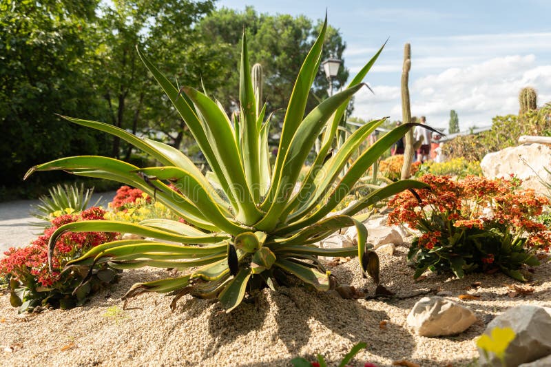 Desert Plants in a Park in Mainau in Germany Stock Photo - Image of ...