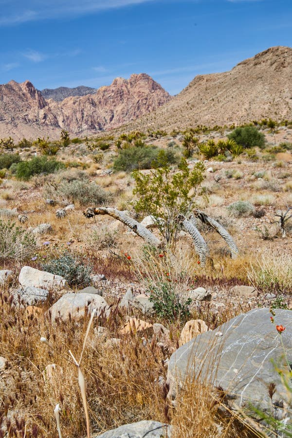 Desert Plants and Rocks Leading To Small Mountains in Nevada Stock ...