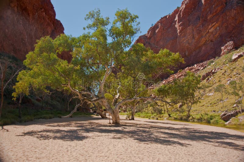 Desert Pond stock image. Image of cloud, juniper, desert - 7794147