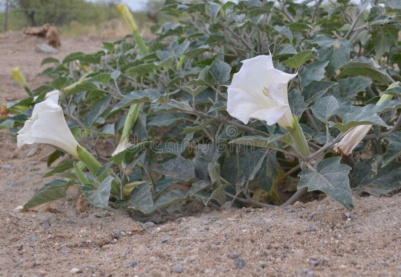 Desert Poppy Grows Along the Side of the Road Stock Photo - Image of ...