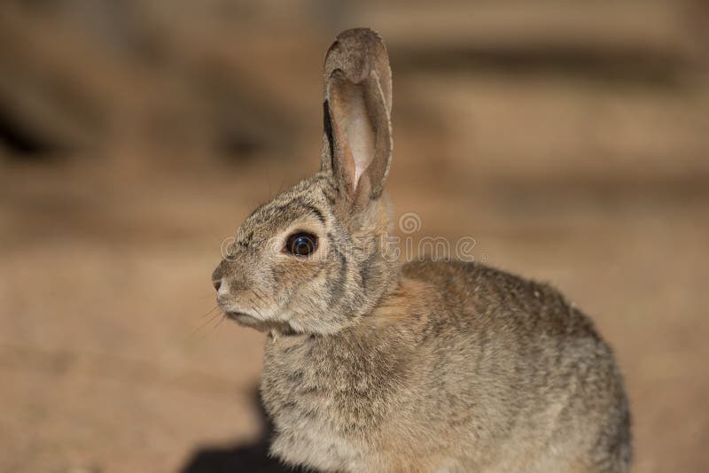 Desert rabbit portrait stock image. Image of audubonii - 31452457