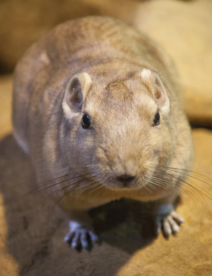 Desert rat portrait stock photo. Image of nature, color - 130064010