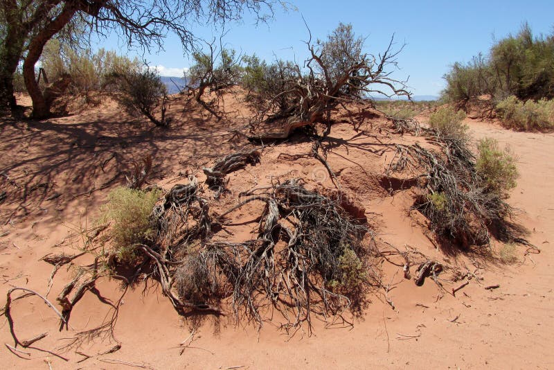 Desert Red Sandy Soil and Dry Bushes on it Stock Image - Image of ...