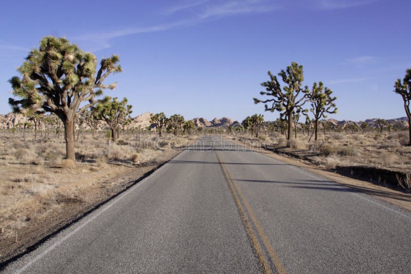 Desert Road and Joshua Trees Stock Image - Image of sightseeing ...