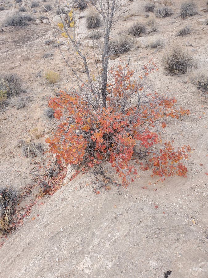 Desert Rock Fall Sunshine Trip Stock Photo - Image of rock, sunshine ...
