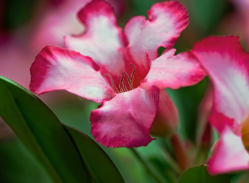 Desert Rose stock photo. Image of popular, fuzzy, rose - 14443248