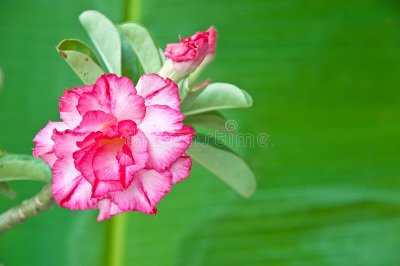 Desert rose stock image. Image of green, backdrop, bloom - 23950685