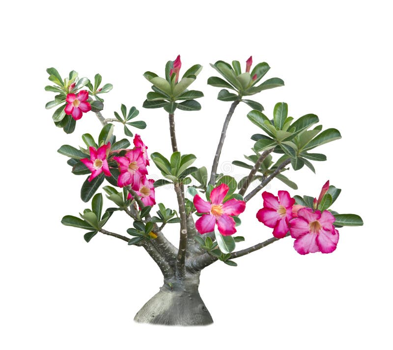 Desert Rose, Adenium Tree, Isolated on White Background Stock Image ...