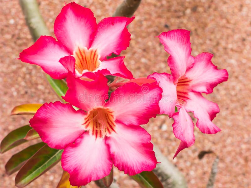 Desert Rose, Azalea Flowers Stock Image - Image of blossom, floral ...