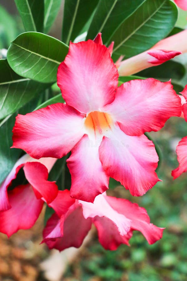 Desert rose 113. stock photo. Image of closeup, bees - 68045690