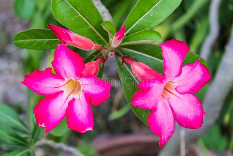 Desert rose stock image. Image of closeup, head, asterids - 44207481