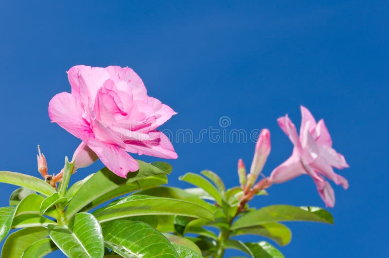 Desert rose and blue sky stock photo. Image of beauty - 35589004