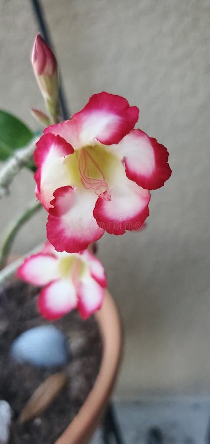 Desert Rose in Florida stock image. Image of petal, rose - 244446593