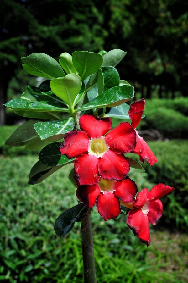 Desert rose flower stock image. Image of roses, botanical - 46061371