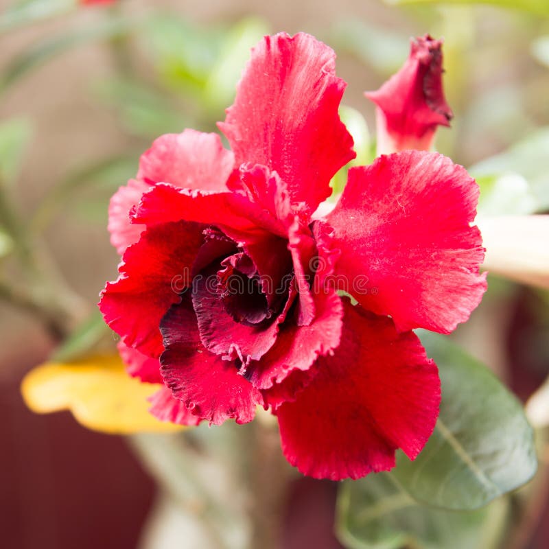 Desert rose flower stock image. Image of plant, adenium - 57614145