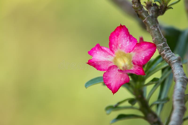 Desert rose flower. stock image. Image of plant, botanical - 107374355