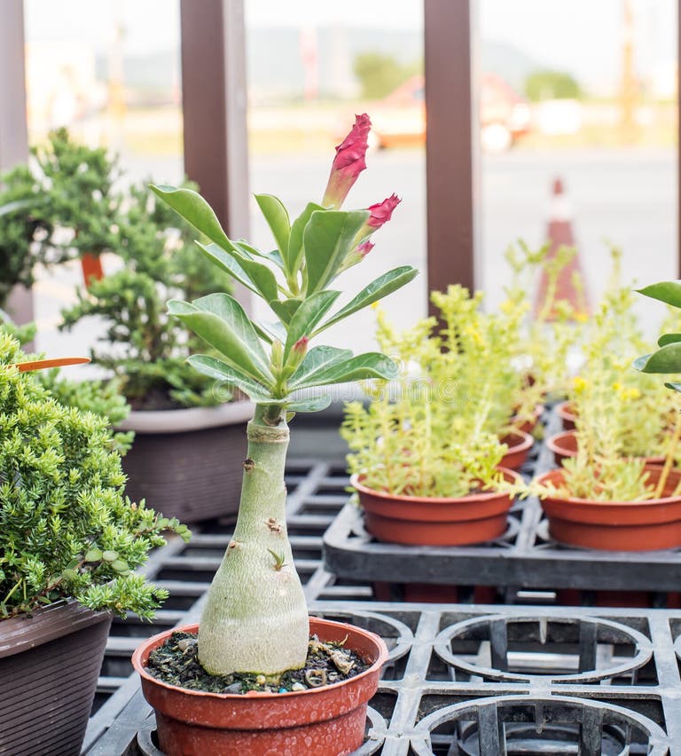 1,542 Crimson Desert Pics Stock Photos - Free & Royalty-Free Stock ...