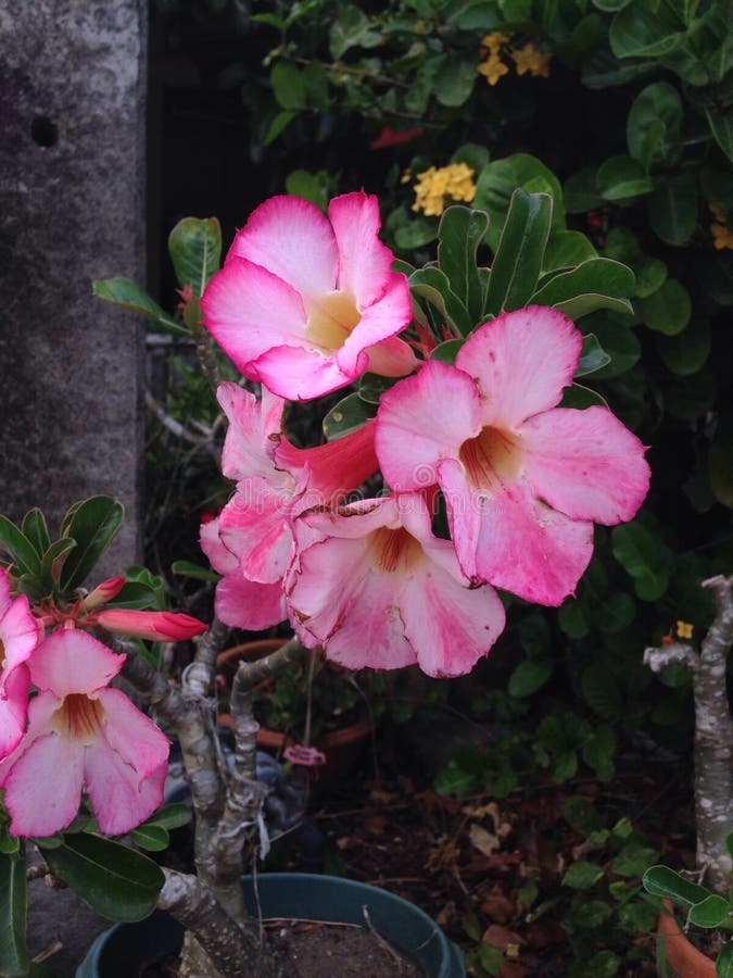 Desert rose stock photo. Image of desert, pink, deep - 54643358
