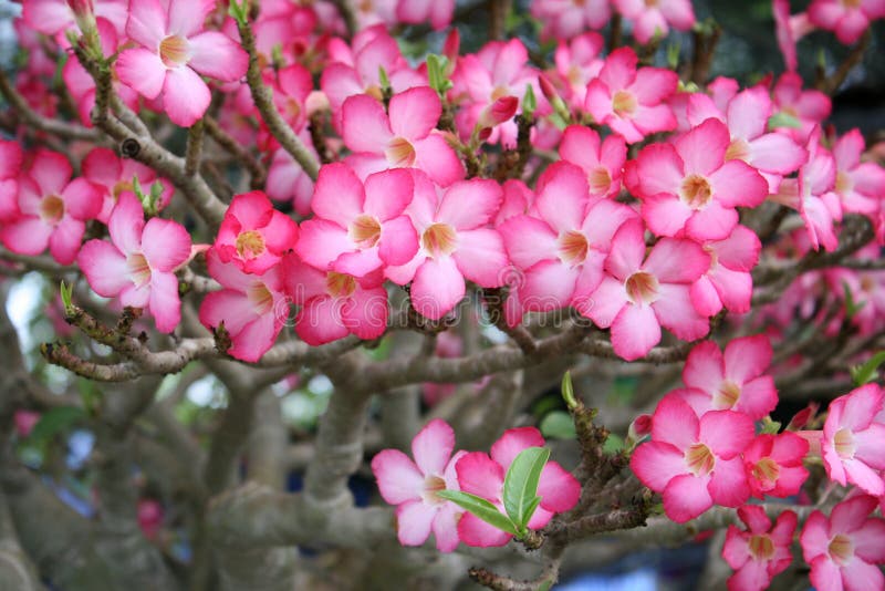 Desert rose, Impala Lily stock image. Image of fresh - 47619891