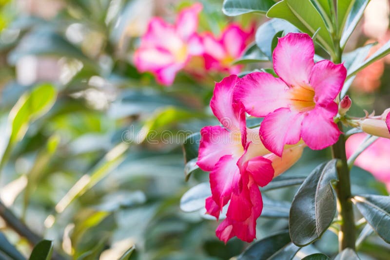 Desert Rose-Impala stock photo. Image of freshness, bright - 64562058