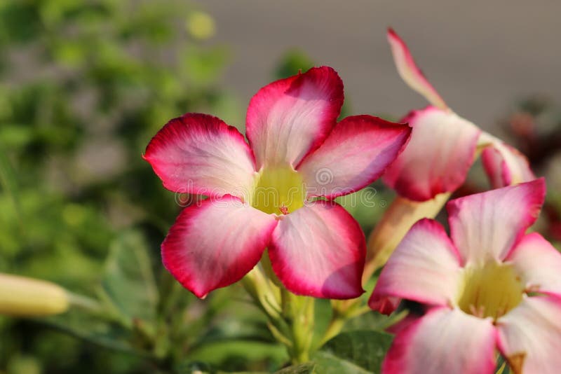 Desert rose or Impala Lily stock image. Image of floral - 52329777