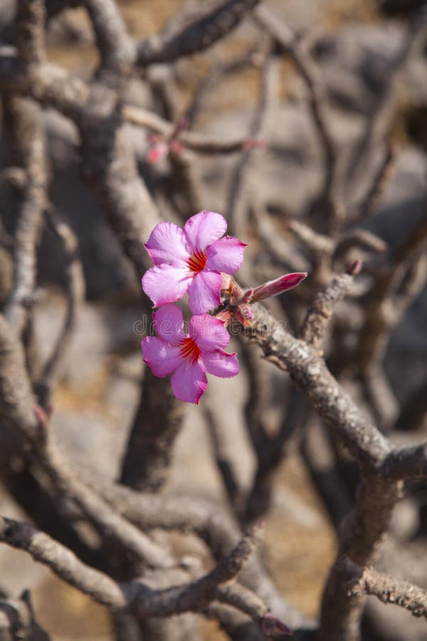 Desert rose stock image. Image of omani, east, arab, flower - 65516377