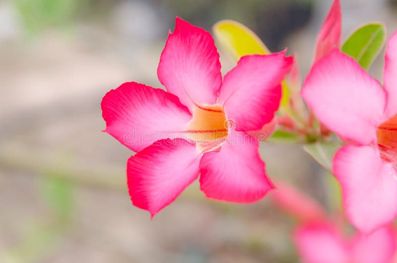 Desert Rose or Ping Bignonia Stock Image - Image of fresh, growth: 38761965