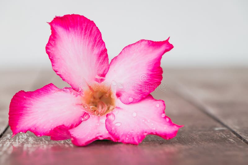 Desert Rose or Ping Bignonia Flower Stock Photo - Image of fresh, life ...