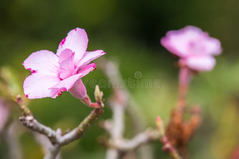 Desert Rose or Ping Bignonia Flower Tree Stock Photo - Image of ...