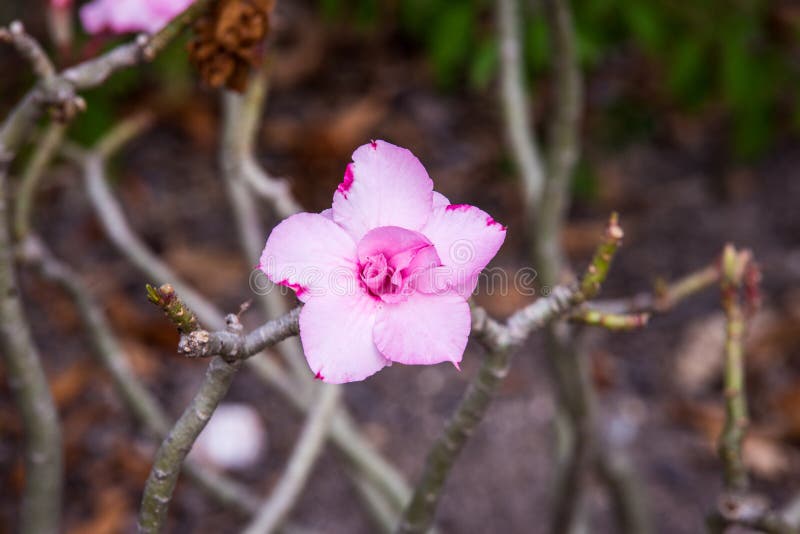 Desert Rose or Ping Bignonia Flower Tree Stock Photo - Image of green ...