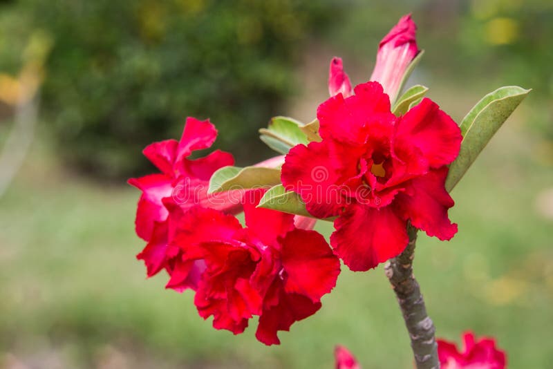 Desert Rose or Ping Bignonia Flower Tree Stock Photo - Image of ...