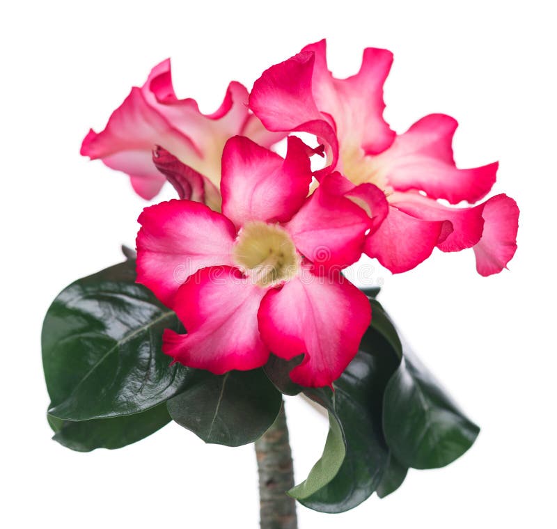 323 Ping Rose Stock Photos - Free & Royalty-Free Stock Photos from ...