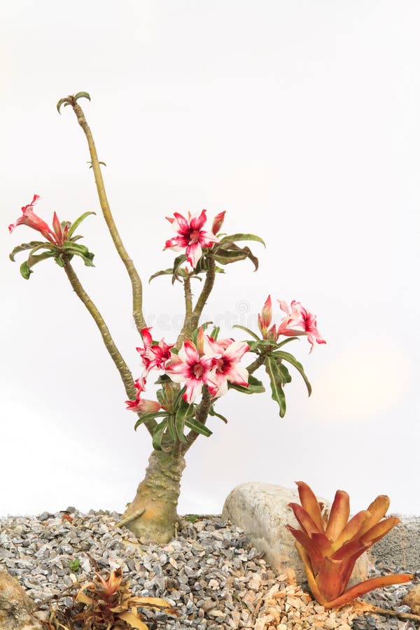 Desert Rose Pink and White stock photo. Image of freshness - 39781150