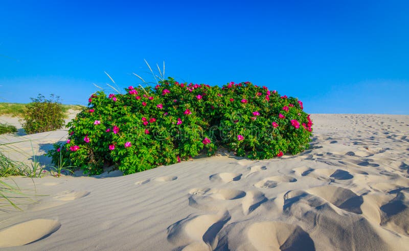 Desert rose stock photo. Image of nature, heat, desert - 70228976