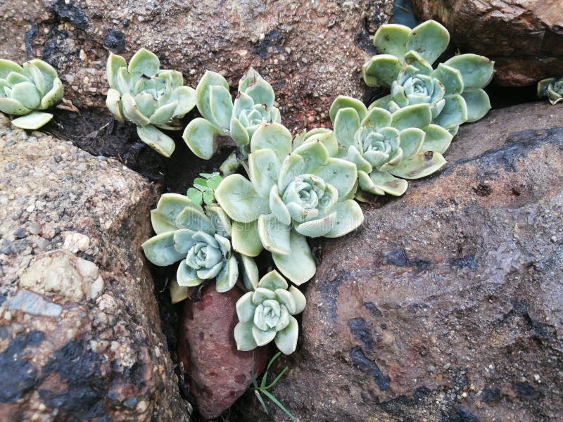 Rose Rocks stock photo. Image of cherokee, dirt, flowers - 85263804