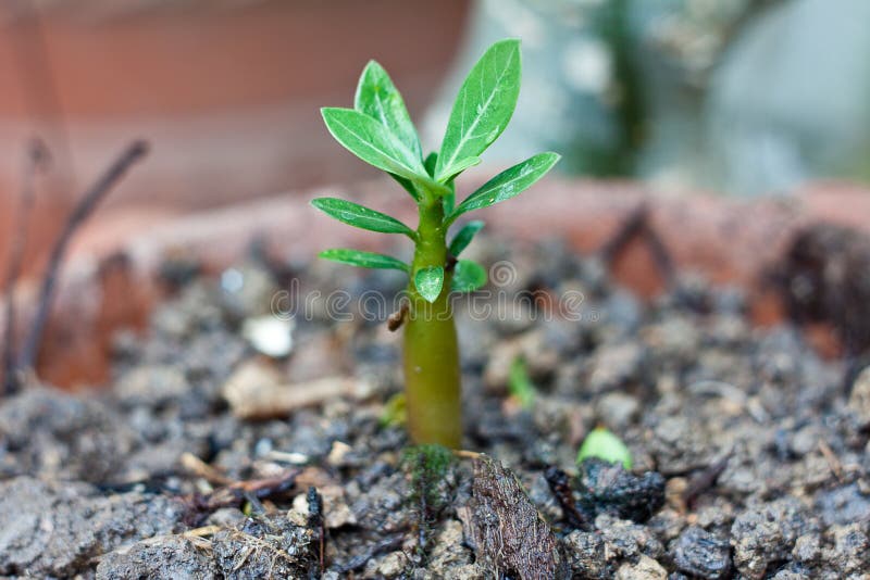 Desert rose sprout stock image. Image of flowerpot, young - 39117741