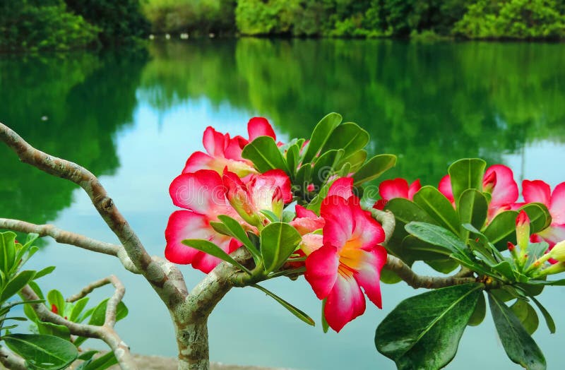 Desert Rose stock photo. Image of tree, flower, desert - 50907826