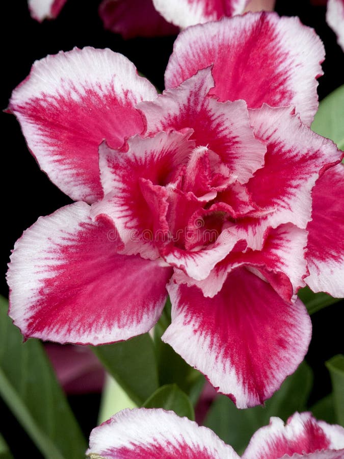 Desert roses stock photo. Image of desert, rose, hybrids - 61989328