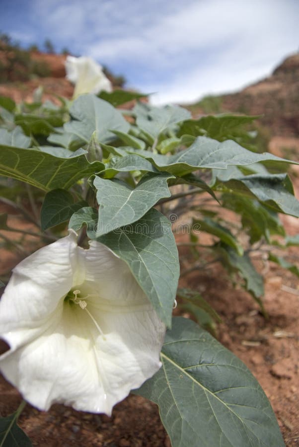 Desert Sacred Datura stock photo. Image of high, flora - 15506046