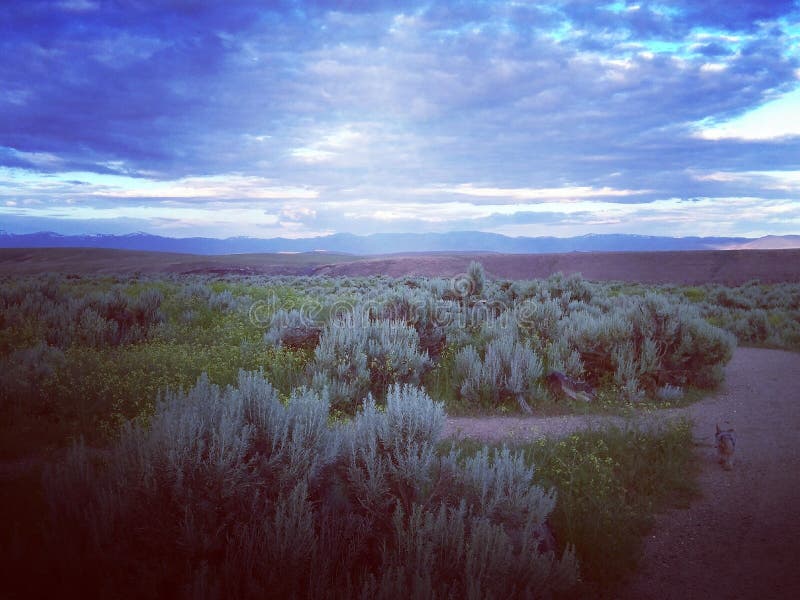 Desert Sage stock photo. Image of valley, california, vista - 8605768