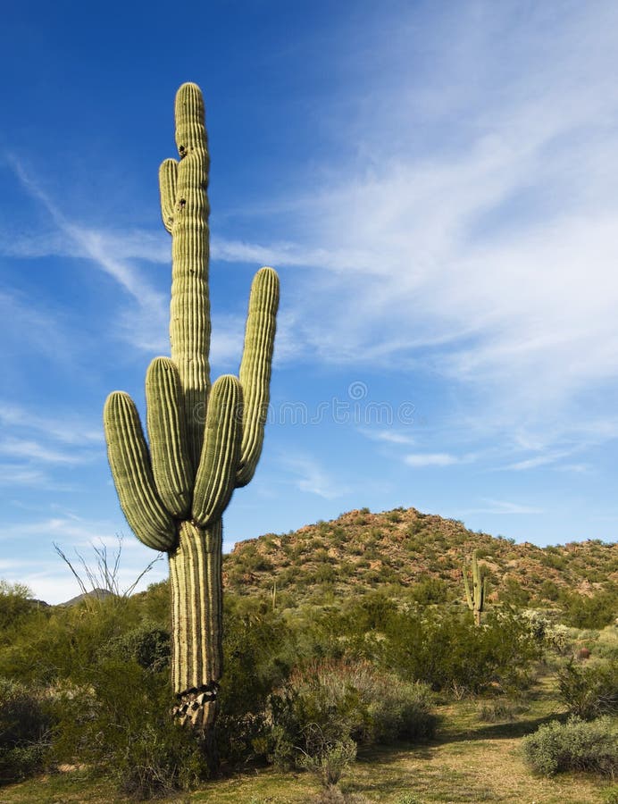 Desert Saguaro Tree with Fluffy Cloud Sunset Stock Photo - Image of ...