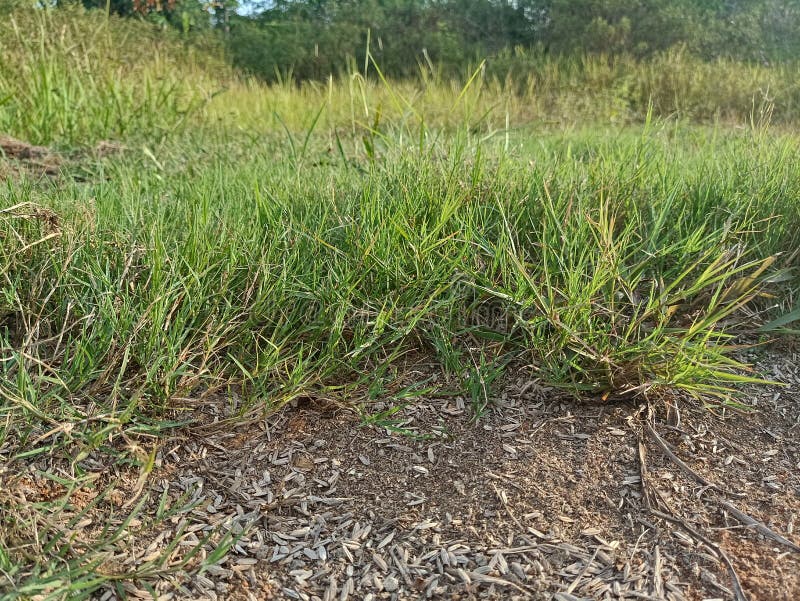 Desert Saltgrass with the Scientific Name Distichlis Spicata Stock ...