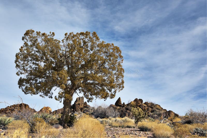 Desert Scene Pinyon Pine stock photo. Image of coniferous - 178237226