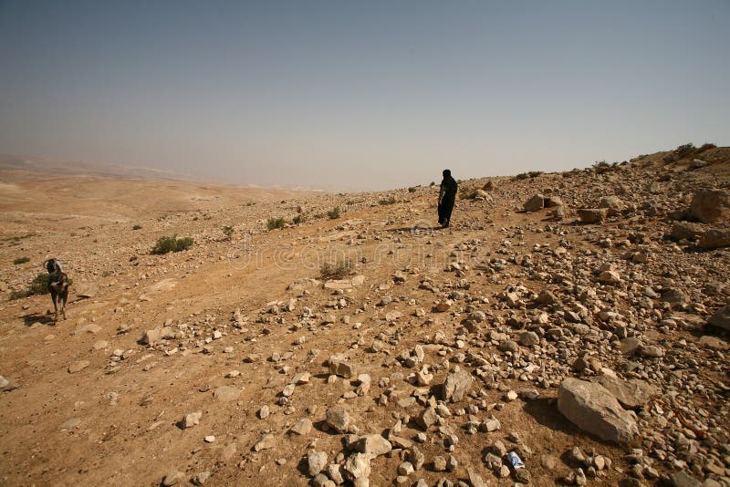 Desert scene stock image. Image of summer, outdoor, herd - 3303283