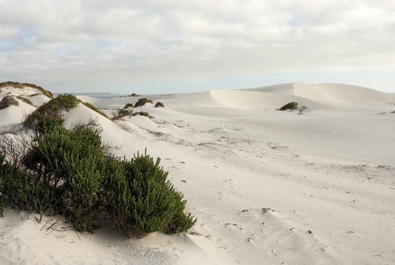 Desert Scene with Blue Skies Overhead Stock Photo - Image of dune ...
