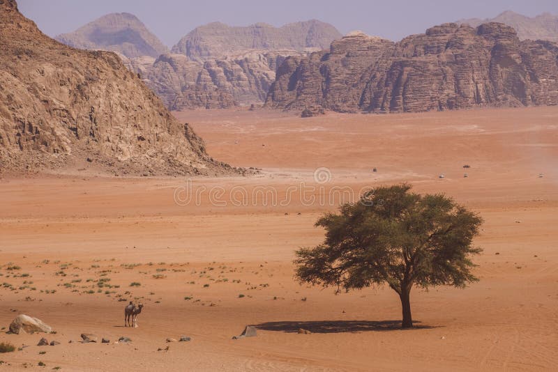 Desert Scene with Camel and Tree . Wadi Rum Desert Stock Image - Image ...