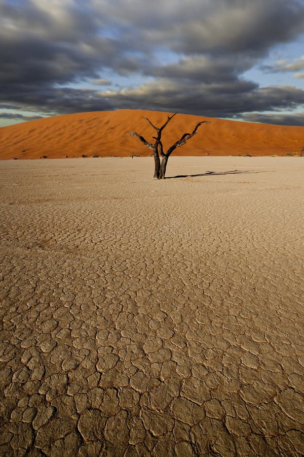 318 Parched Tree Desert Landscape Stock Photos - Free & Royalty-Free ...