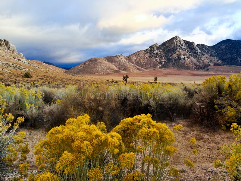 Desert Scene in Fall stock photo. Image of foliage, cactus - 39057142