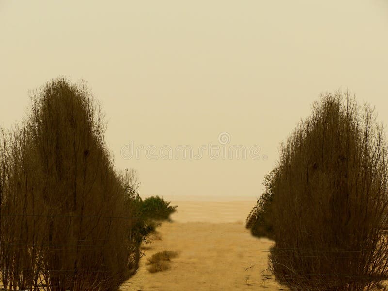 Desert Scene with a Green Tree at Front Stock Photo - Image of green ...