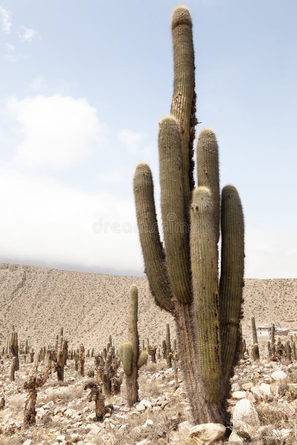 Desert Scene stock image. Image of travel, life, rural - 38893259